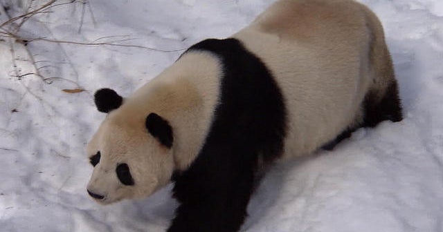 How the National Zoo protected its animals during blizzard - CBS News