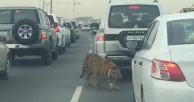 Tiger gets loose on freeway in Qatar - CBS News