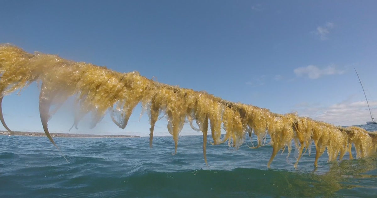 3D Ocean Farm Off Martha's Vineyard Produces Eco-Friendly Oysters ...