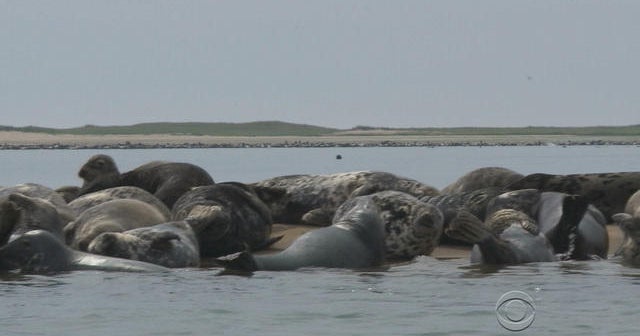 Cape Cod beaches swamped by seals - CBS News