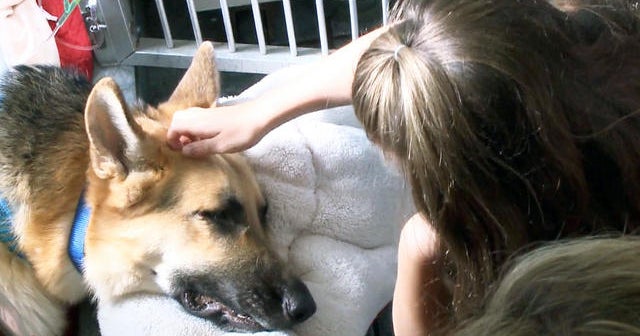 Brave dog saves girl from rattlesnake - CBS News