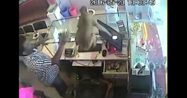 Watch: Monkey steals jewelry, money in India - CBS News