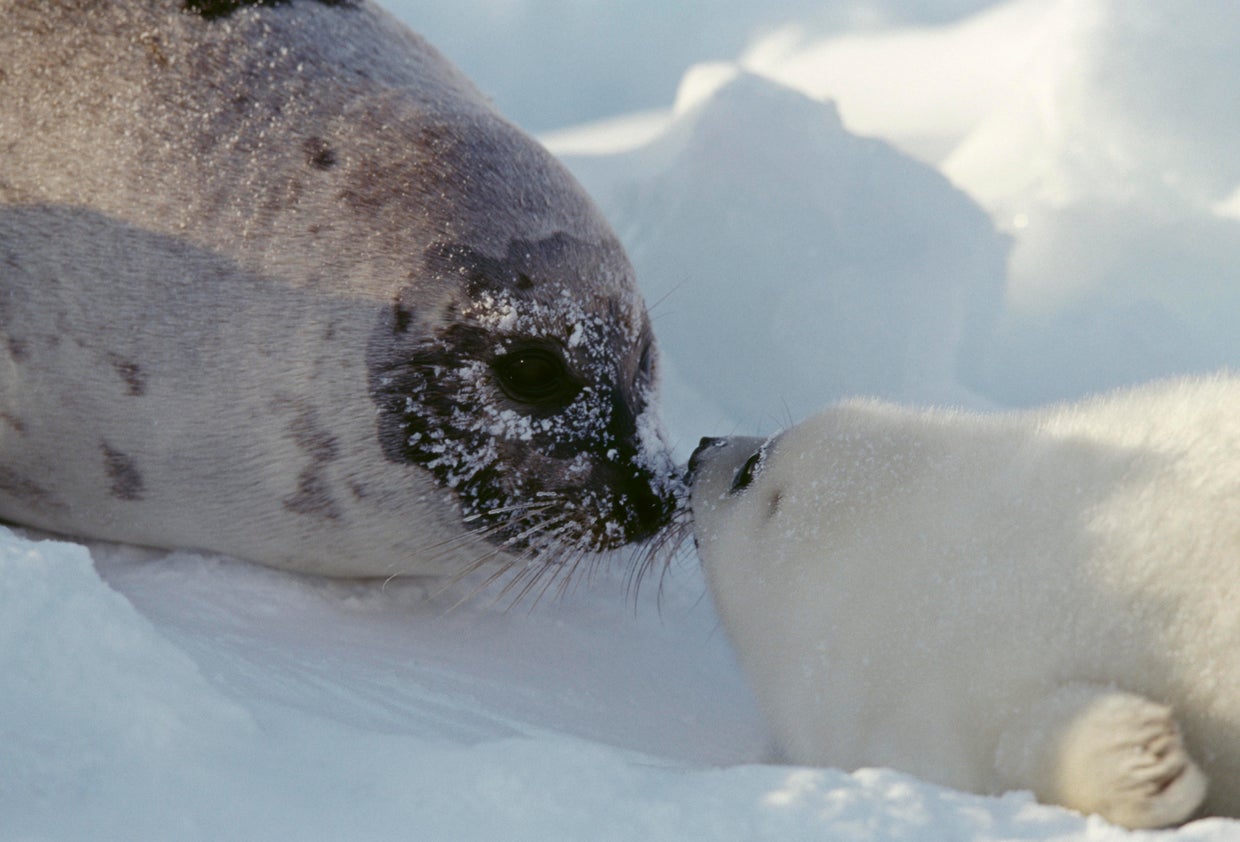 Harp seals were a conservation success story. Climate change is a new ...