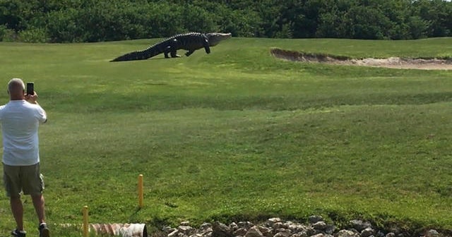 Watch: Massive alligator strolls through golf course - CBS News