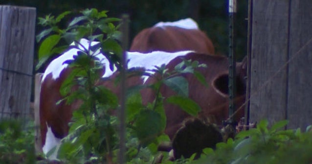 Boy trampled, killed by cow - CBS News