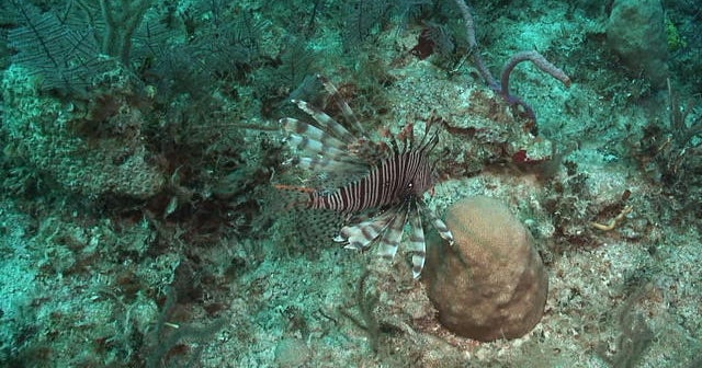 Florida wages war on invasive lionfish - CBS News