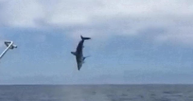Flying mako shark surprises fishermen off California coast - CBS News