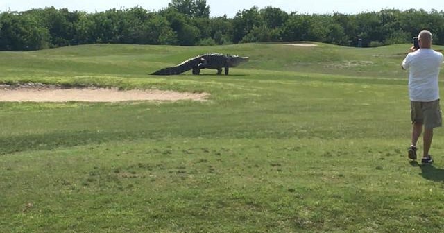 Giant gator on Florida golf course goes viral online - CBS News