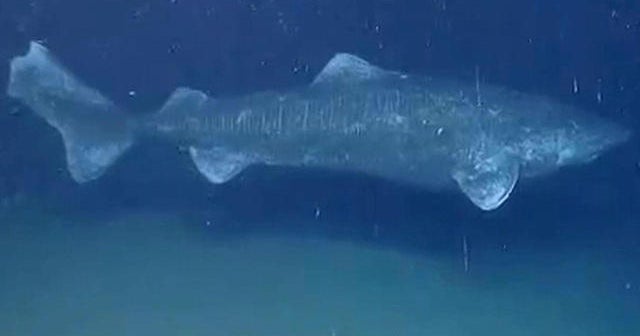 Do Greenland sharks live for 400 years? - CBS News