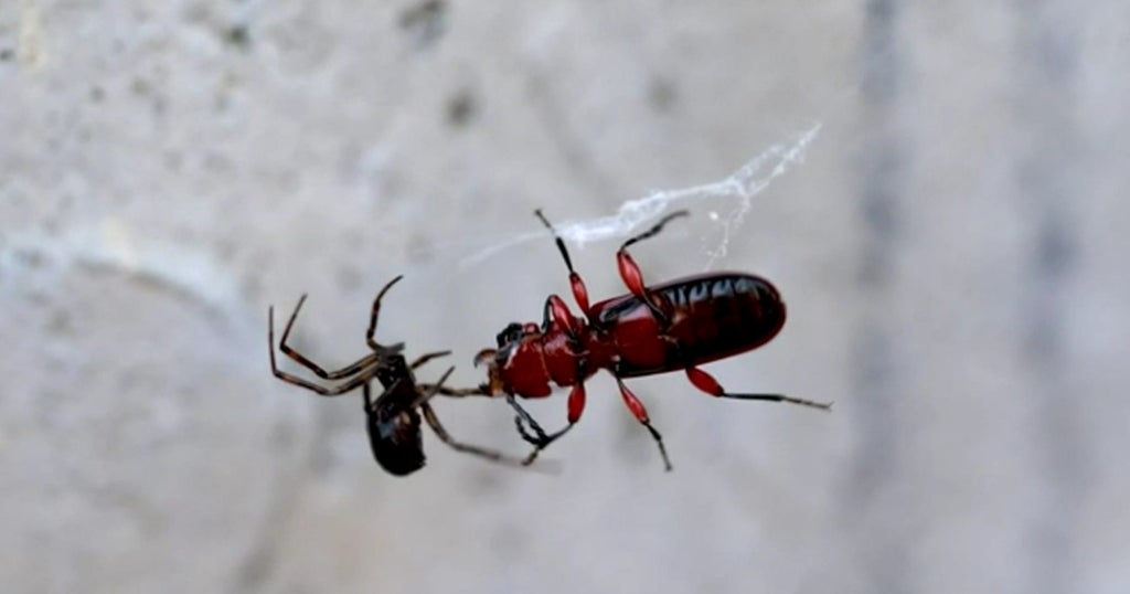 Listen: Scientists Create Music By Turning Spider Webs Into Harp-Like ...