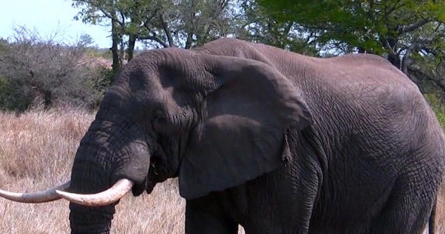 Will elephants soon become extinct? - CBS News