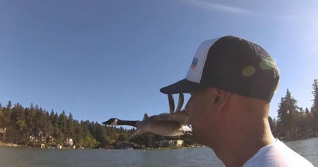Man and goose build unusual friendship - CBS News