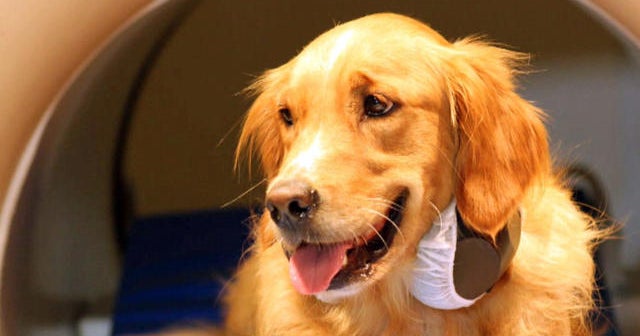 Dogs actually understand what you're saying, study shows - CBS News