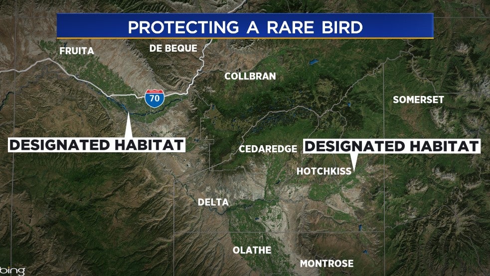 Critical Habitat Designated For Rare Songbird In Colorado: The Western ...