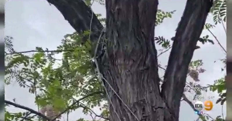 Exclusive: Reseda Family Finds Noose On Backyard Tree, Police ...
