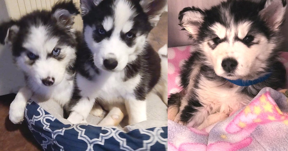 Rescued Husky Puppies Are Healing In Foster Care - CBS Baltimore