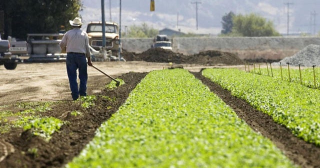 MIT engineers bomb-detecting spinach plants - CBS News