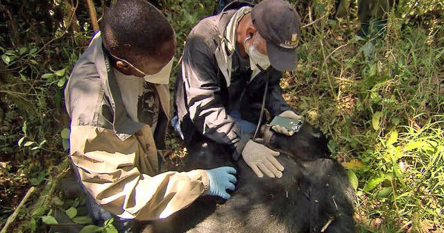 Gorilla Doctors - CBS News