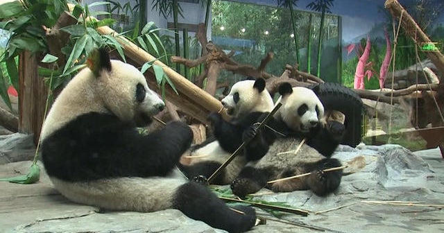 CBSN's moment of zen: Pandas - CBS News