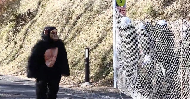 Zookeepers chase down man in chimpanzee suit - CBS News