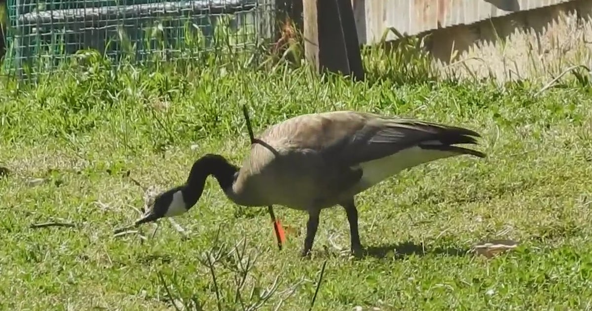 Search On For Injured Canada Goose - CBS Sacramento
