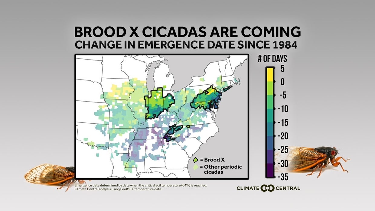 Cicadas May Be Emerging Earlier Due To Climate Change - CBS Chicago