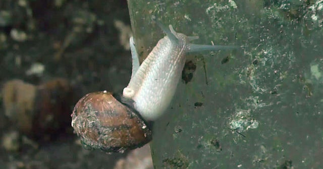 What you need to know about the brain-invading parasite called rat ...