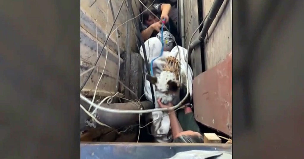 No Wiggle Room: Dog Rescued From Tight Space Between San Francisco ...