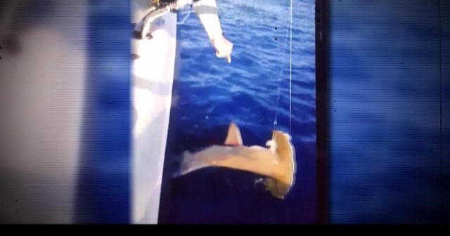 Video appears to show MTV reality star shooting shark - CBS News