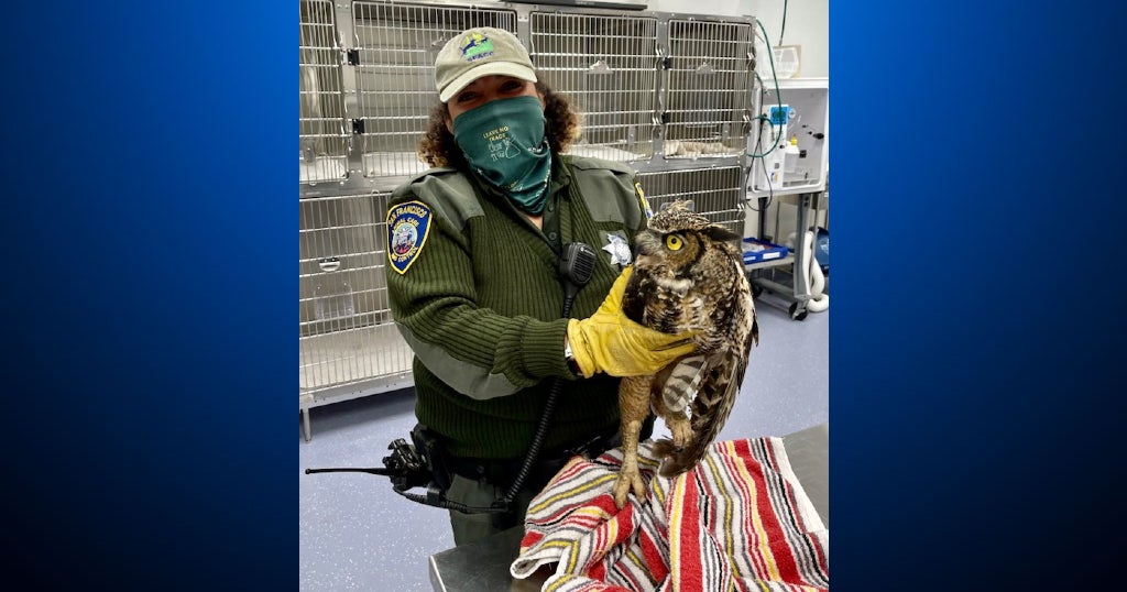 San Francisco Animal Control, Fire Department Team Up For Owl Rescue ...
