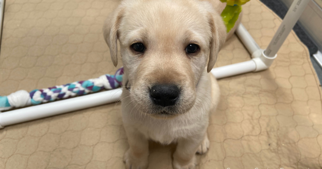 Meet Pickles, The New PTL Pup