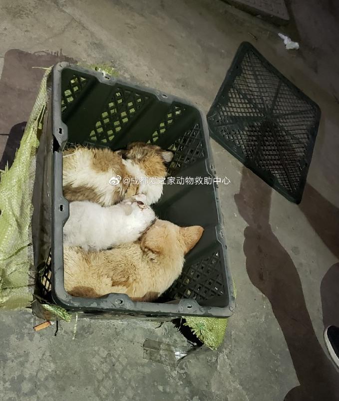 "Mystery boxes" in China discovered to have suffocating puppies and ...