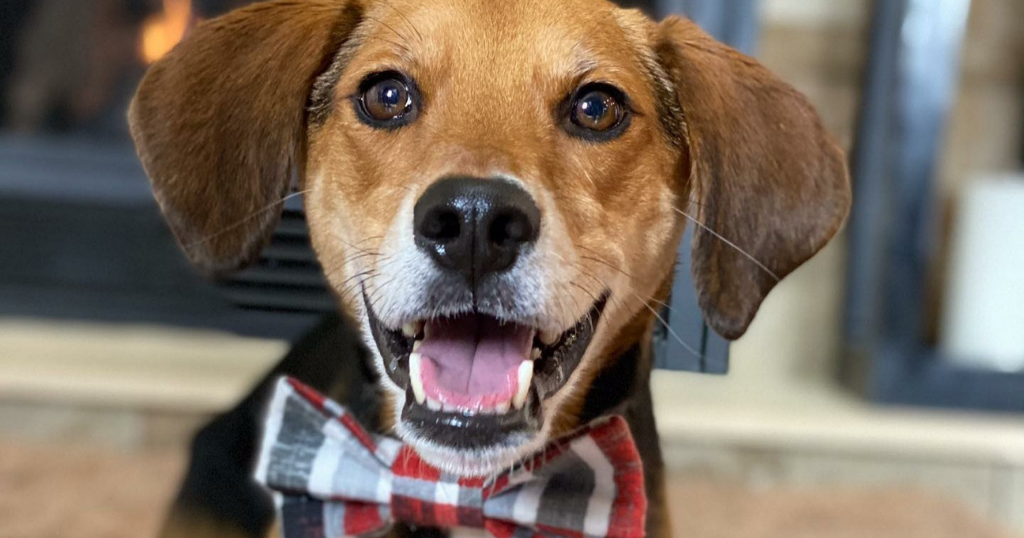 Furry Tails: Boone's Bow Ties And Wheels - CBS Pittsburgh