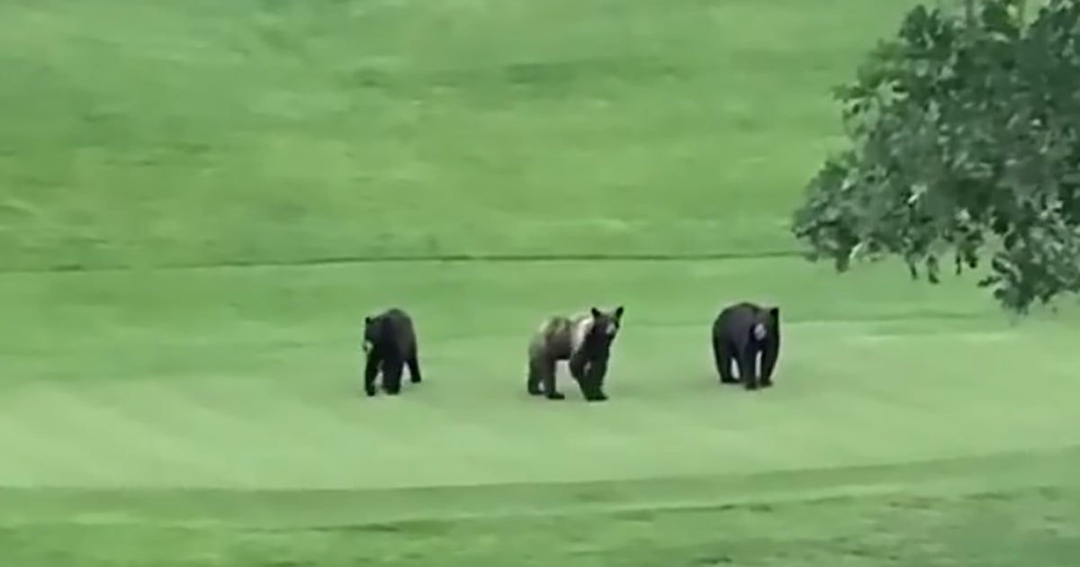 VIDEO: 3 Bears Enjoy Tee Time At Castle Pines Golf Course - CBS Colorado