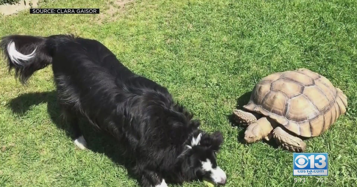 Reptile On The Run: A Placerville Family's Plea To Find Their Lost 100 ...