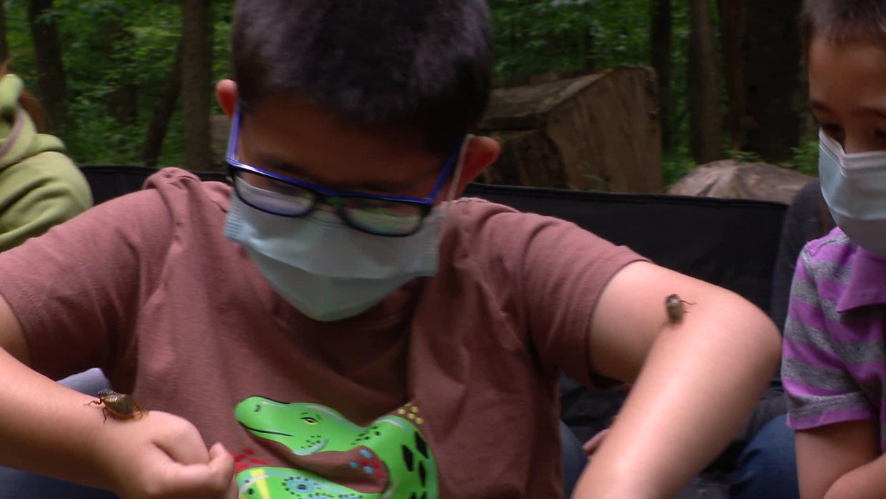 The return of the cicadas - CBS News