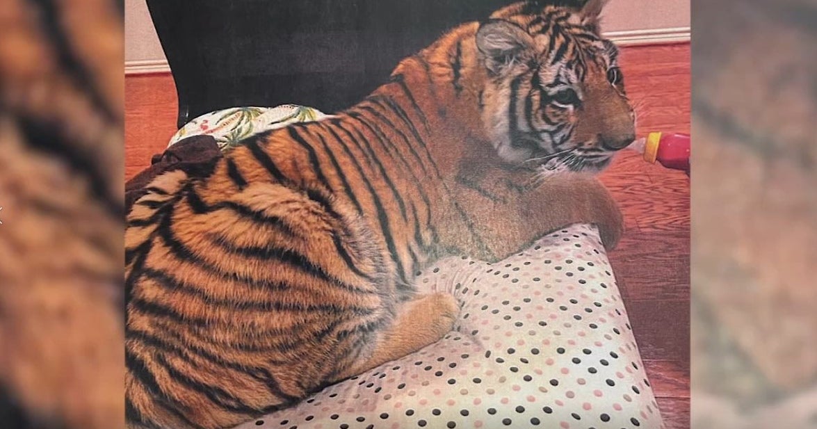 Police: Missing Tiger In Houston Found Safe, Healthy - CBS Texas