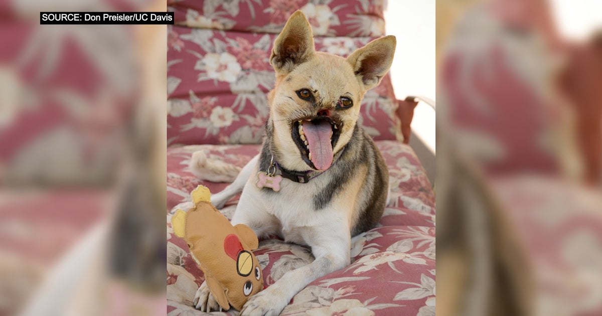 Kabang, Hero Dog From The Philippines Who Was Treated At UC Davis, Dies ...