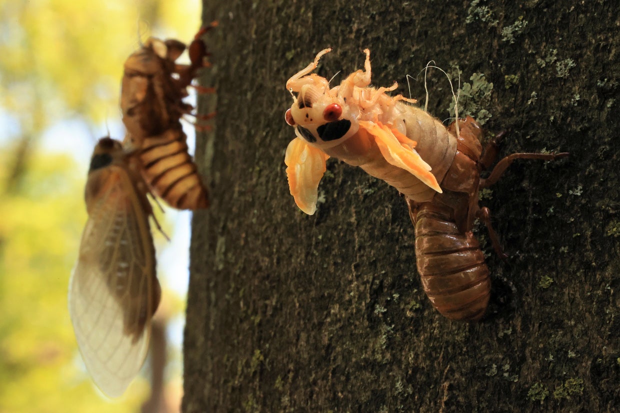 Brood X cicadas emerge after 17 years to swarm the Northeast (Warning ...