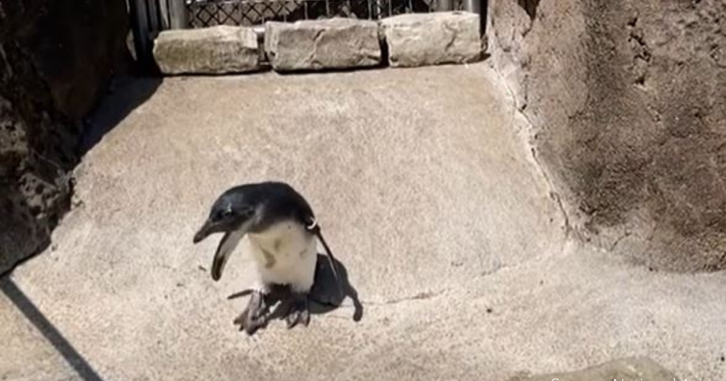 National Aviary's African Penguin Chick, Marge, Joins Colony At Penguin ...