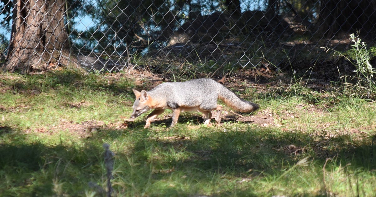 2 Foxes Test Positive For Rabies In Benbrook - CBS Texas