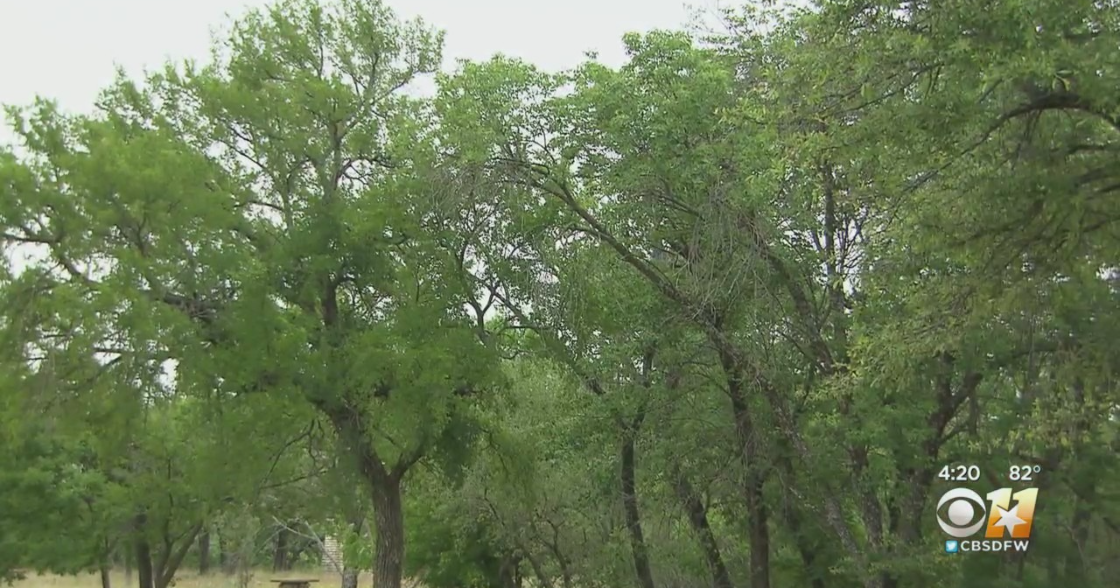 Gardening 101: Oak Wilt - CBS Texas