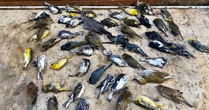 Conservationists work to end skyscraper bird collision massacres - CBS News