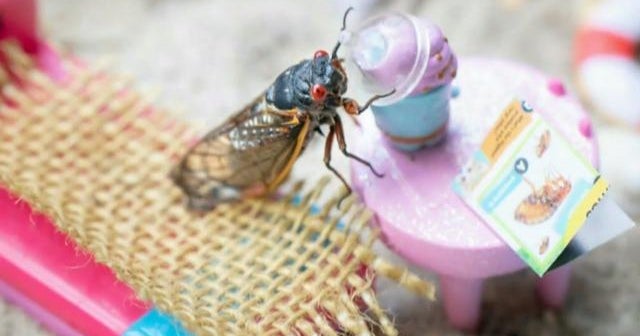 Brood X cicadas swarm across several Eastern states - CBS News