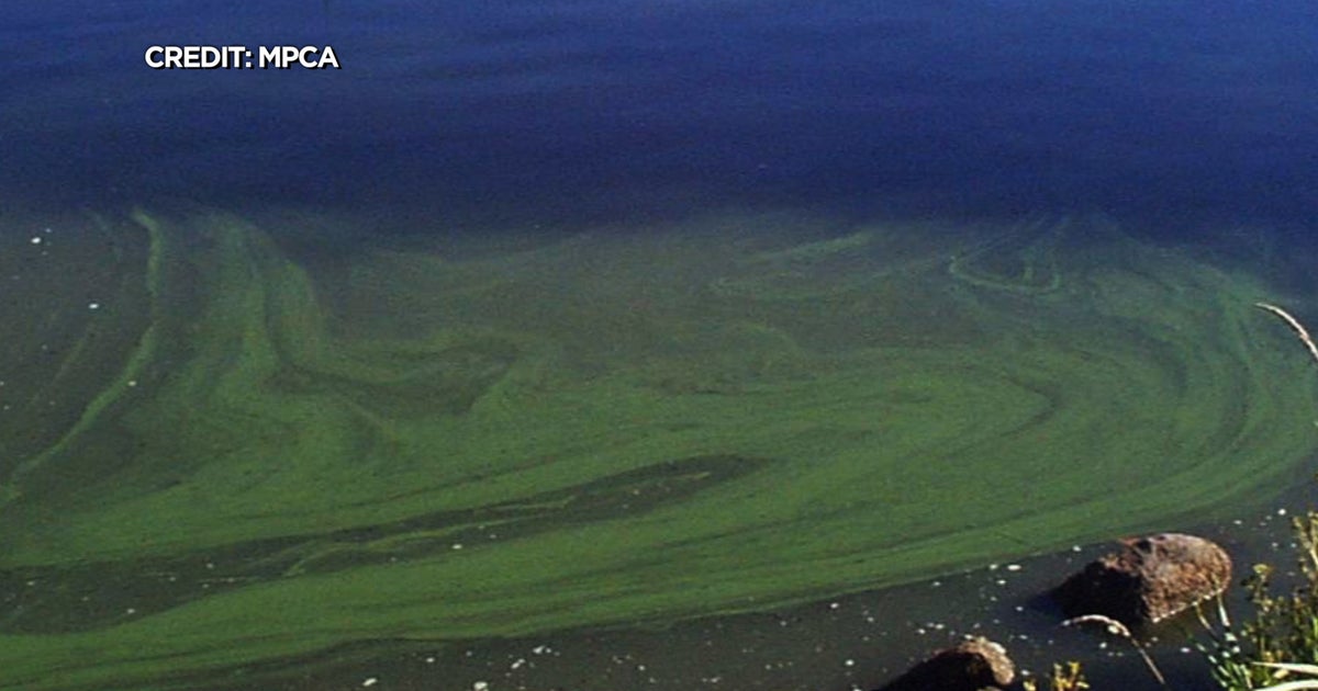 Consistent Heat, Drought Leads To Algae Overgrowth & Low Water Levels ...