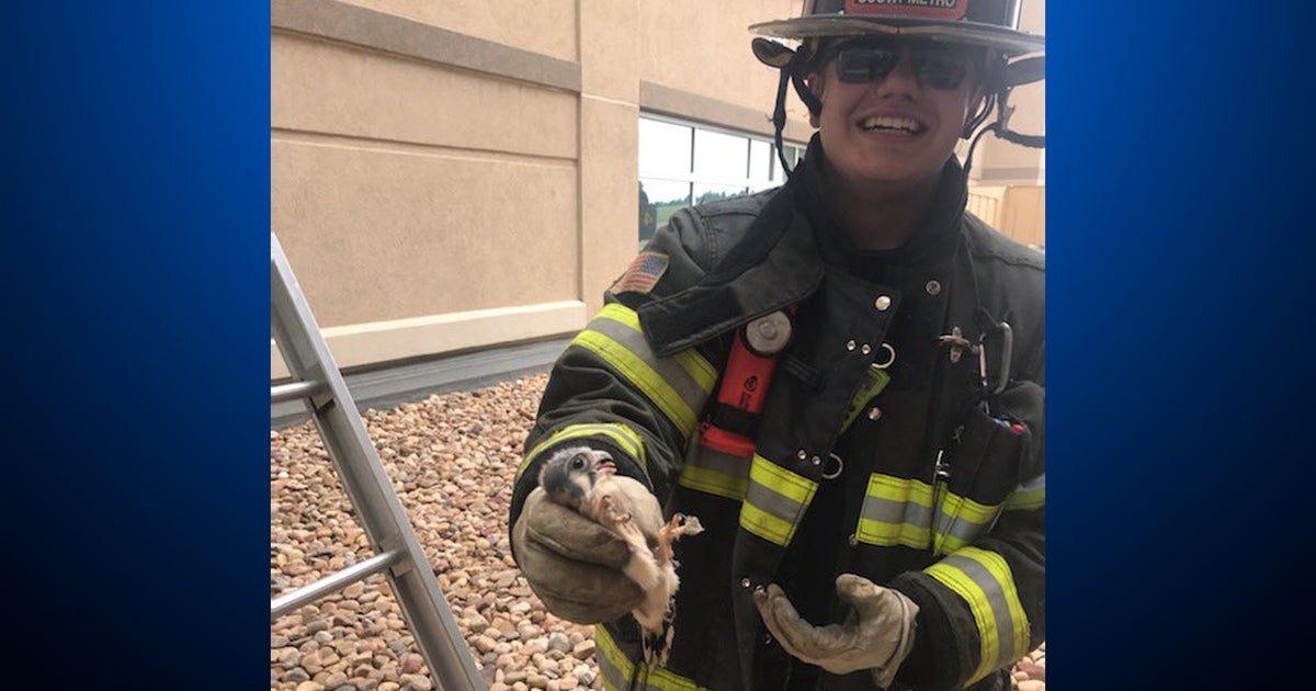 South Metro Firefighter Rescues Fawn, Baby Falcon And Cat In One Day ...