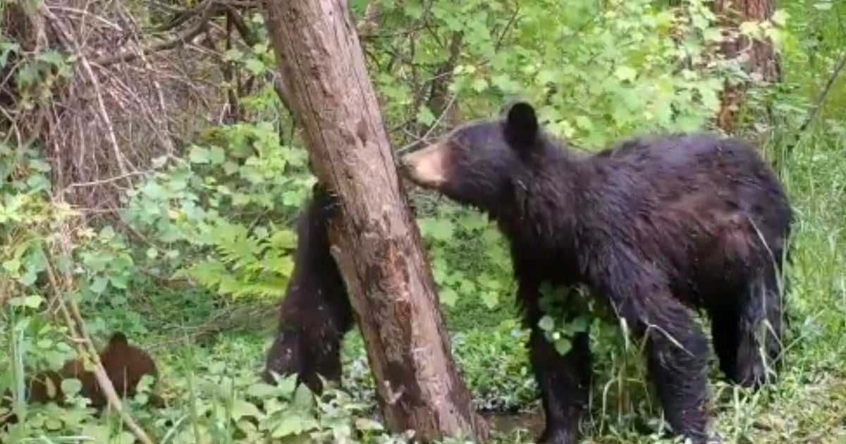 VIDEO: Colorado Bear Cubs Learning The Art Of Climbing Trees - CBS Colorado