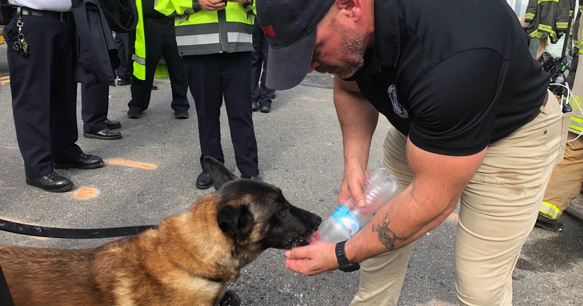 DC Fire K9 Kimber Helped Rescuers Find Man Trapped In Building Collapse ...
