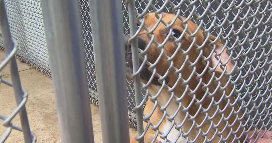 Baltimore County's animal shelter grapples with influx of animals ...