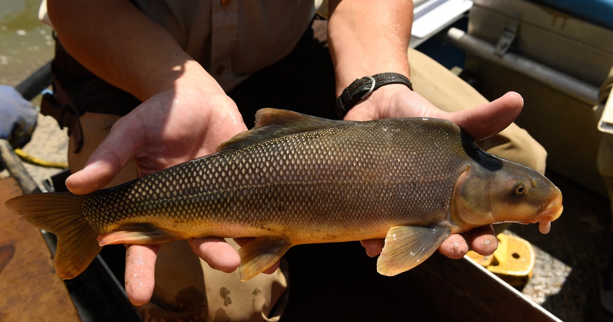 US Proposes Removing Colorado River Fish's Endangered Status - CBS Colorado
